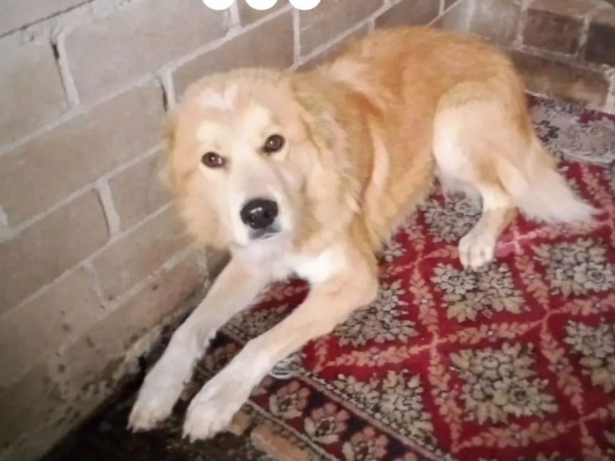 Рыжий ищет дом SOS