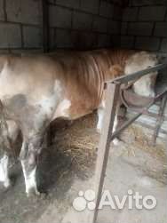 Быки на мясо живым весом