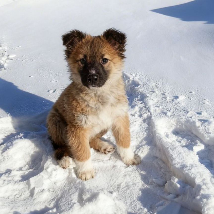 Щенок в добрые руки