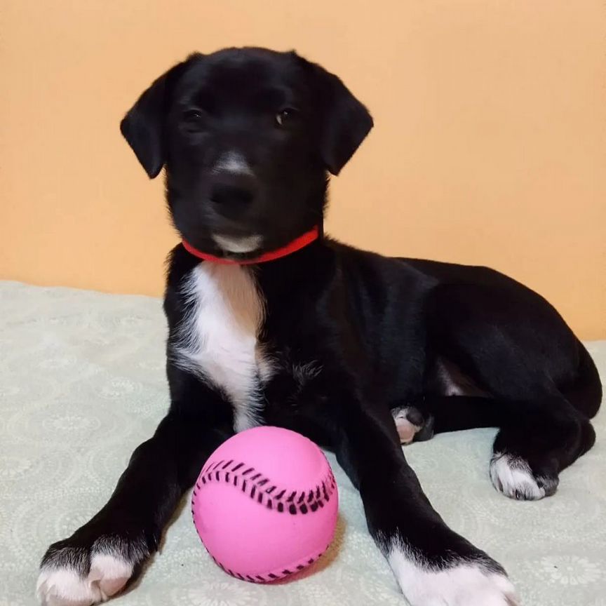 Щенок в добрые руки