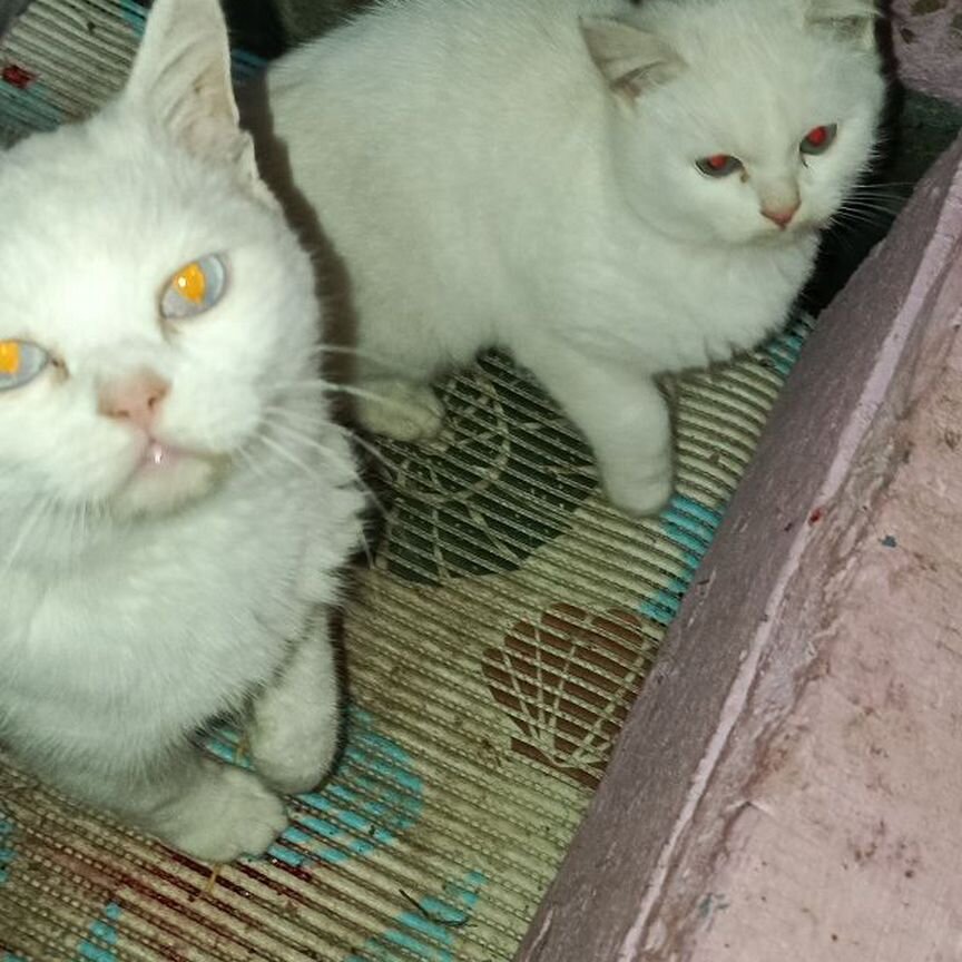 Кошка и котёнок в добрые руки