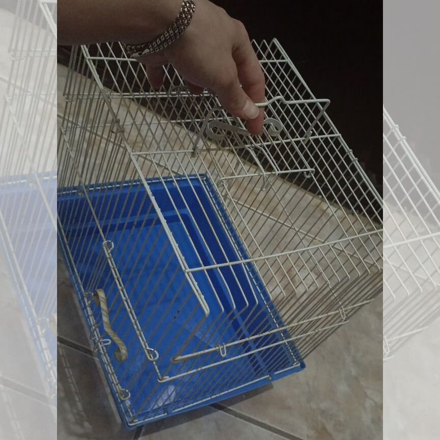Клетка