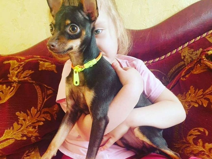 Щенки Русского Тоя с документами РКФ