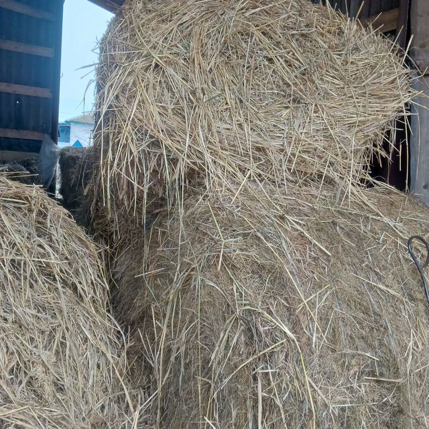Сено в рулонах суданка