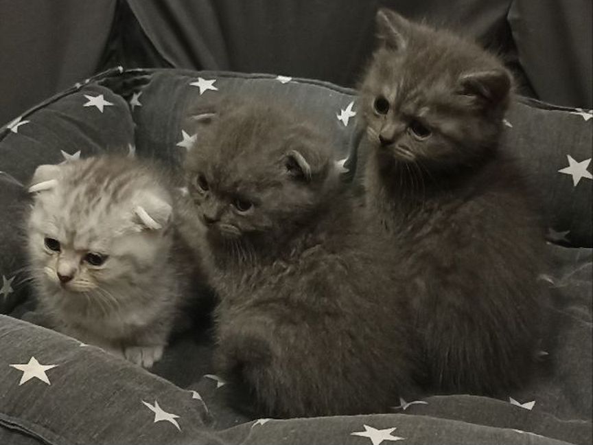 Шотландские прямоухий котëнок