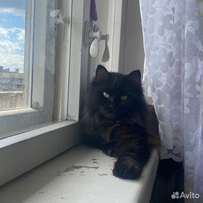 Милашка Злата
