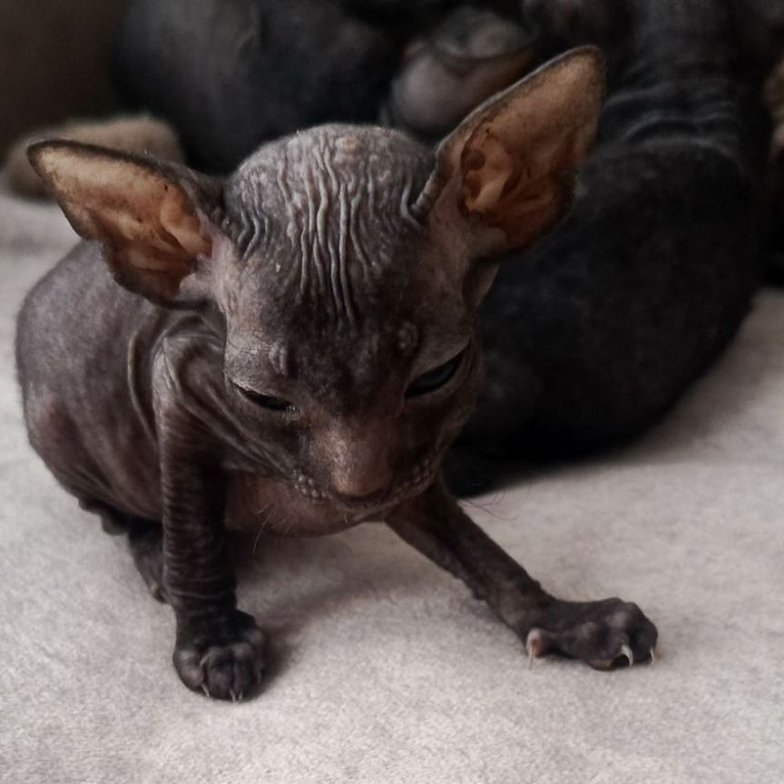 Донской сфинкс котёнок