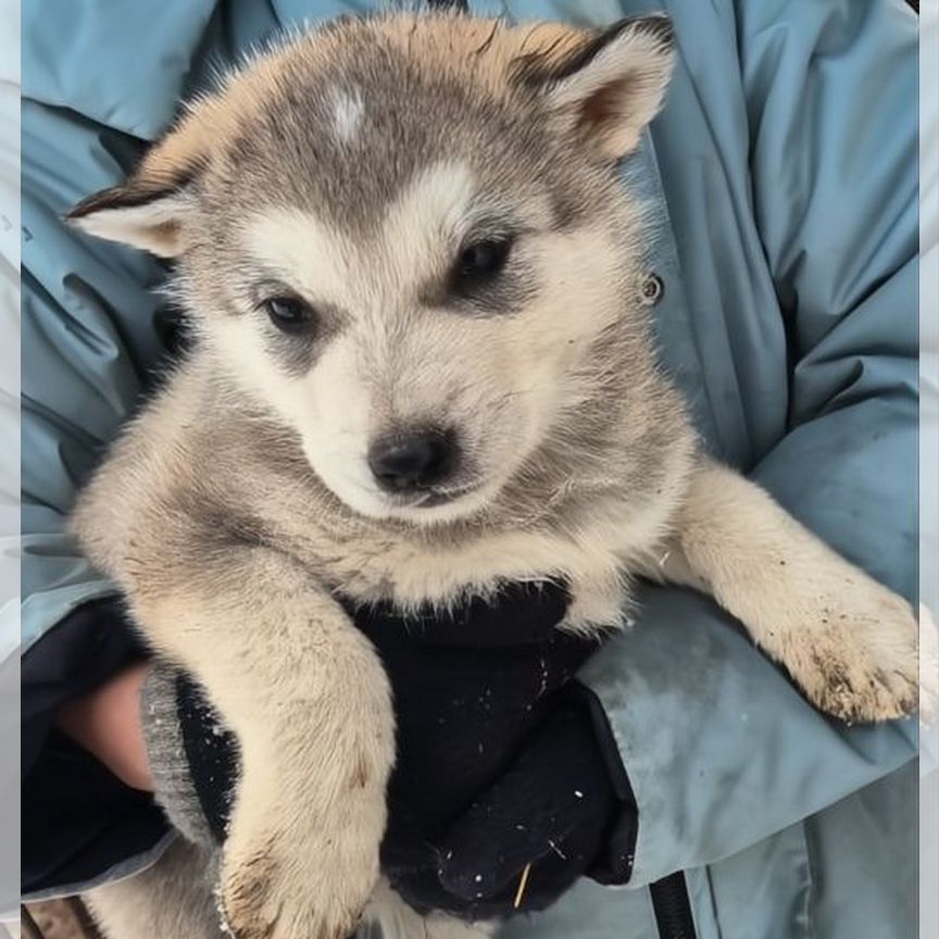 Волкособ, щенок