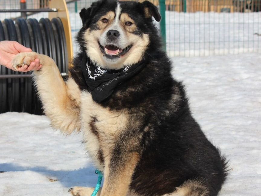 Собака из приюта