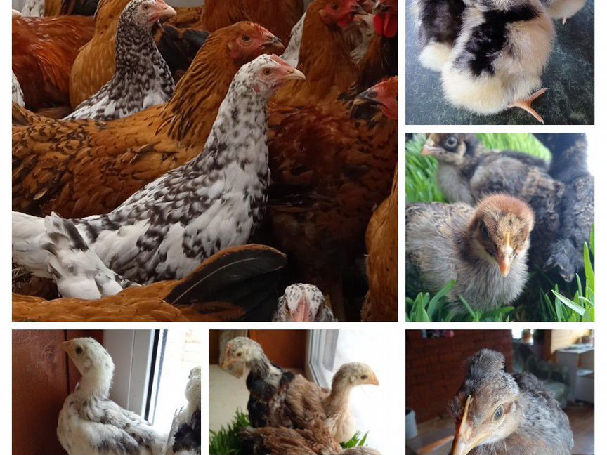 Суточные породные цыплята