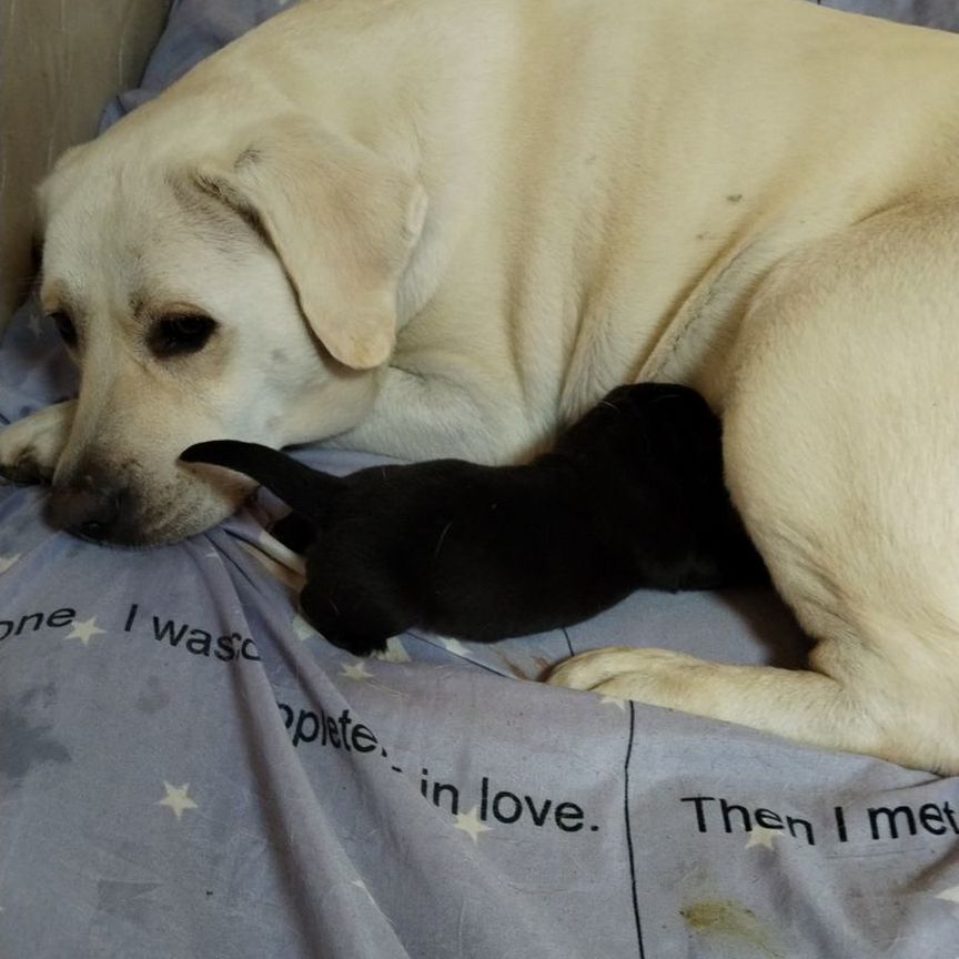 Отдам щенка в заботливые руки