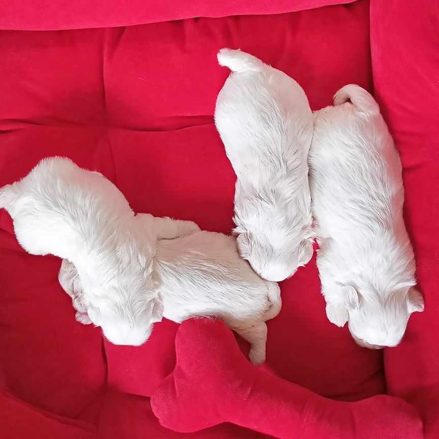 Мальтезе с документами