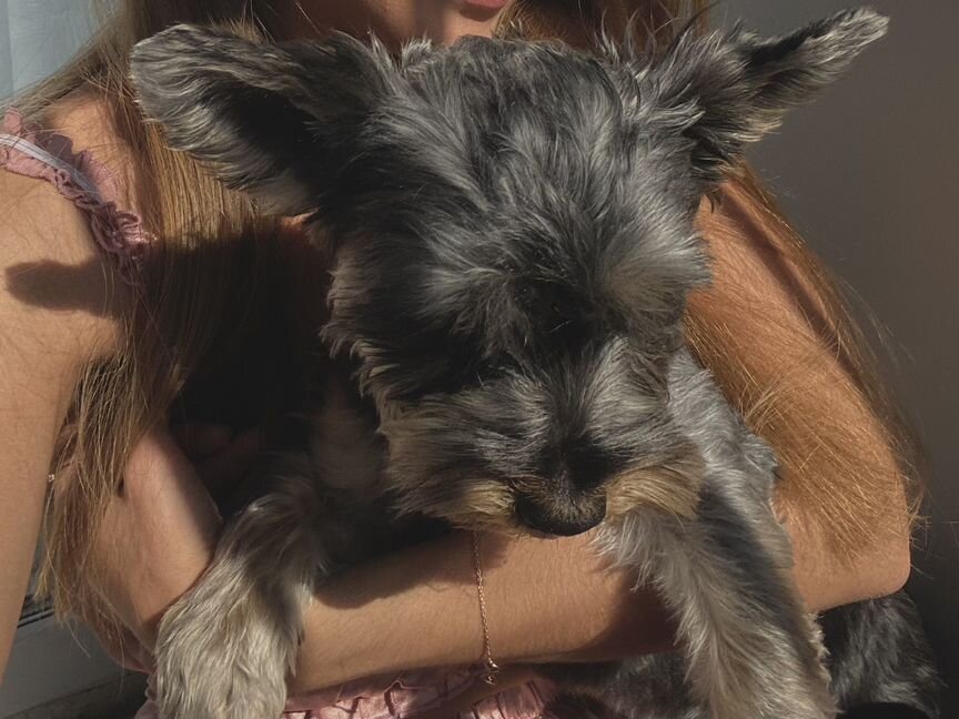 Собака йоркширский терьер