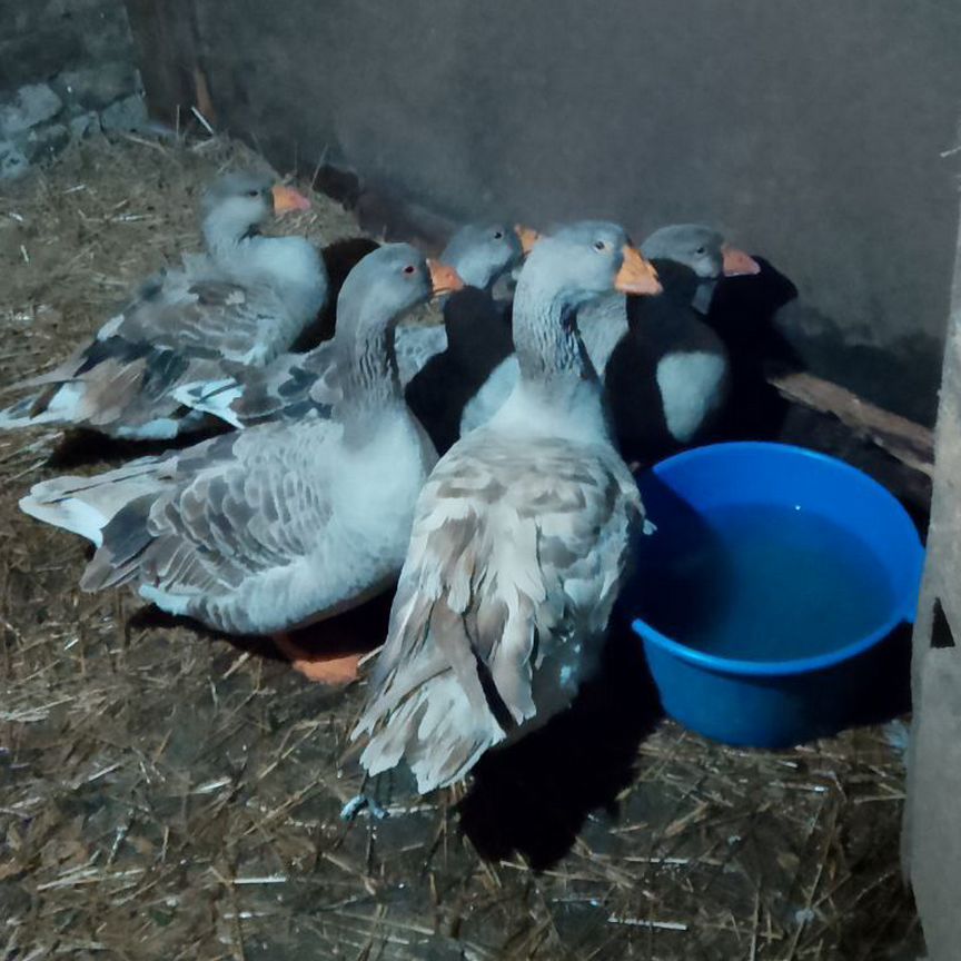 Продаю гуси, утки