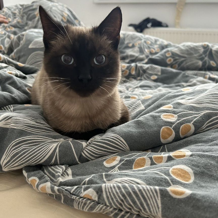 Котенок в добрые руки