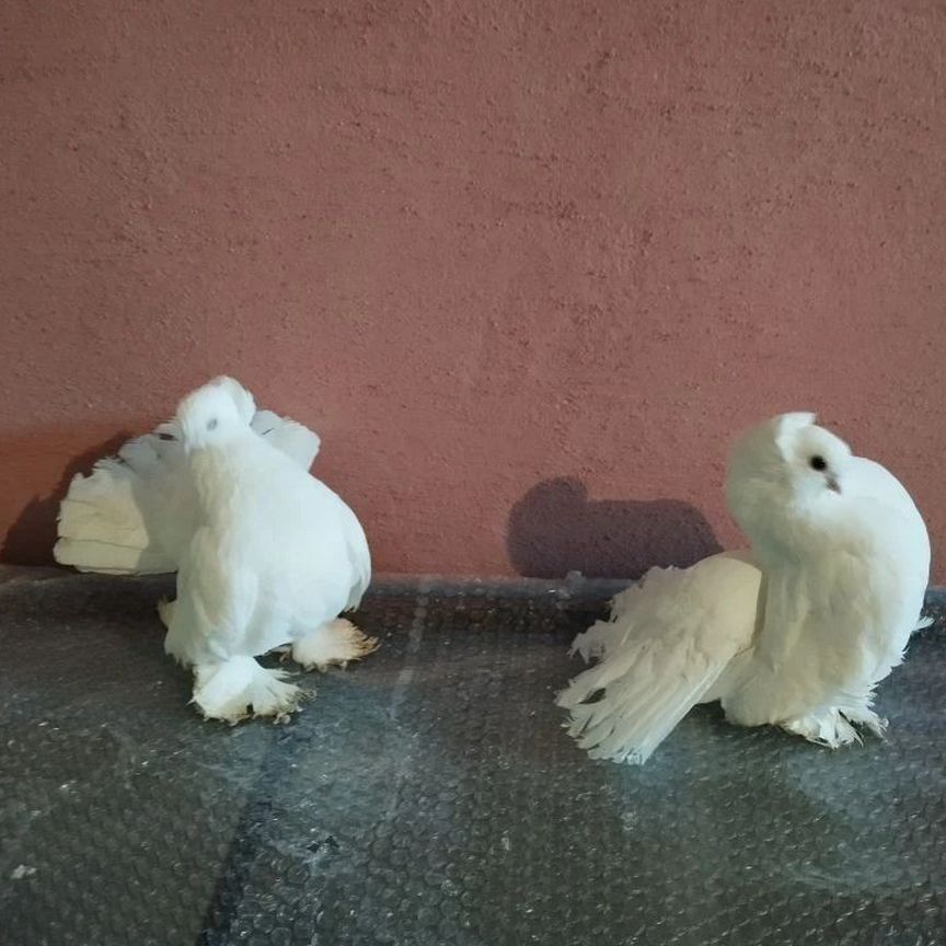 Статные голуби