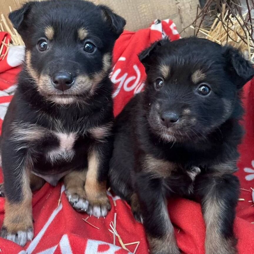 Щенки Отдам в добрые руки