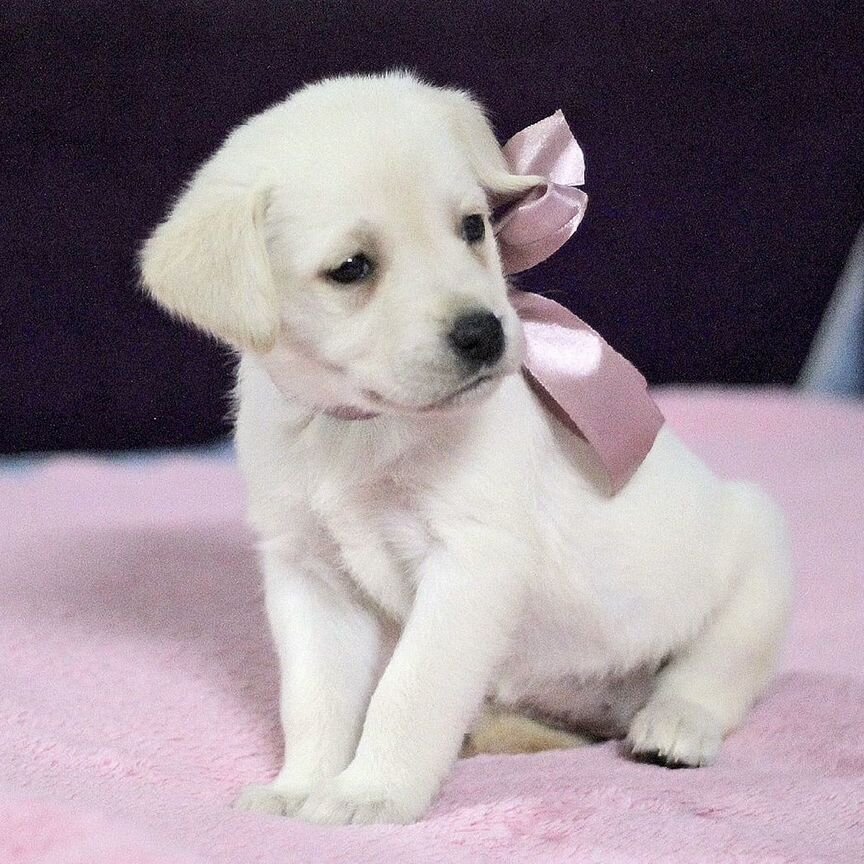 Щенки снеговички в дар на выбор С доставкой