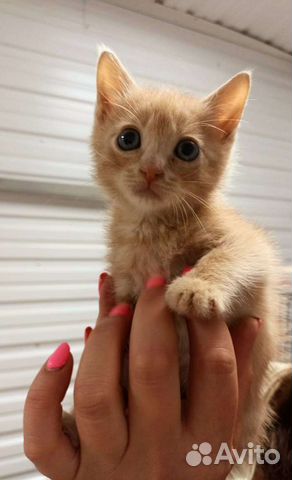 Котёнок (мальчик. 1,5 месяца) ждёт своих мам, пап