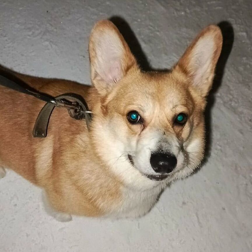 Корги в хорошие руки