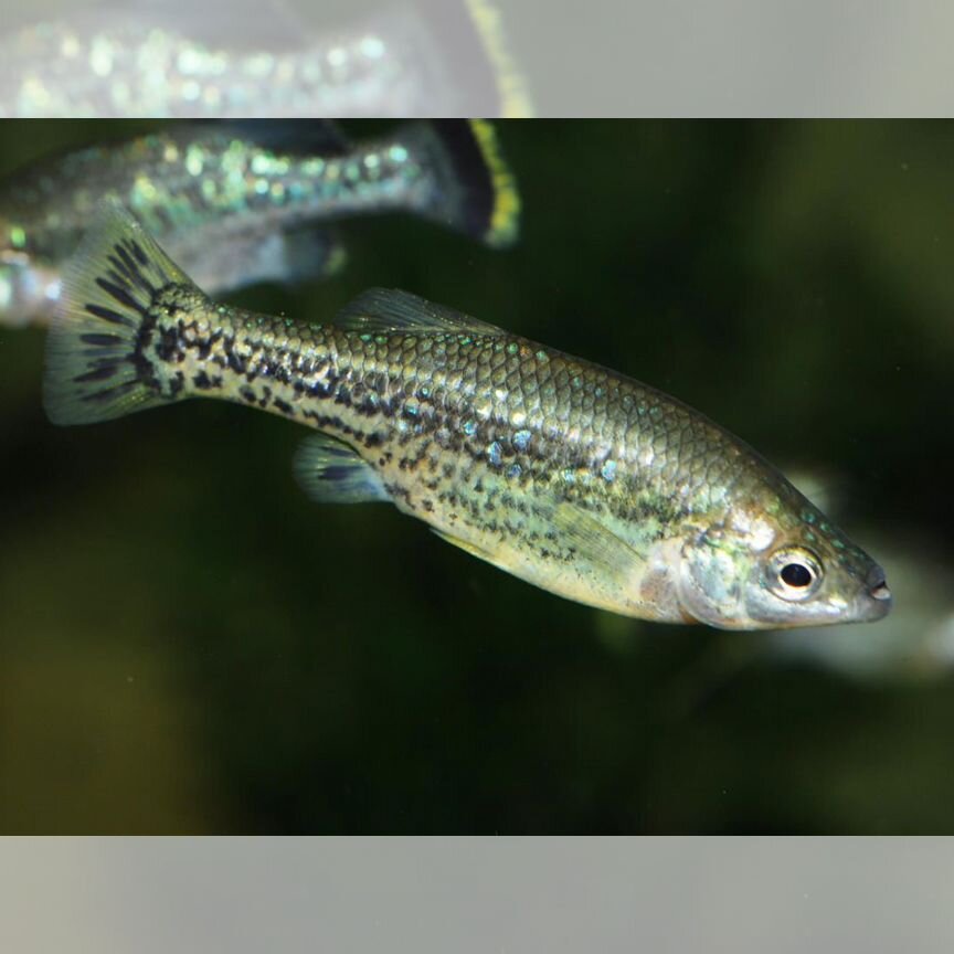 Амека глянцевая