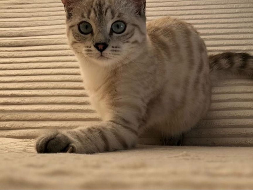 Шотланская кошка вязка