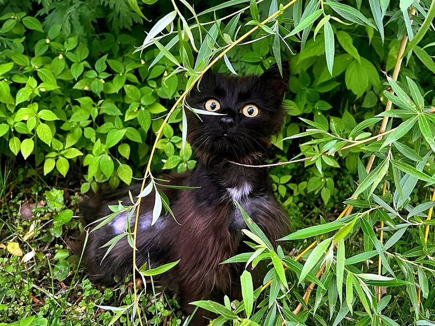 Котик ищет дом