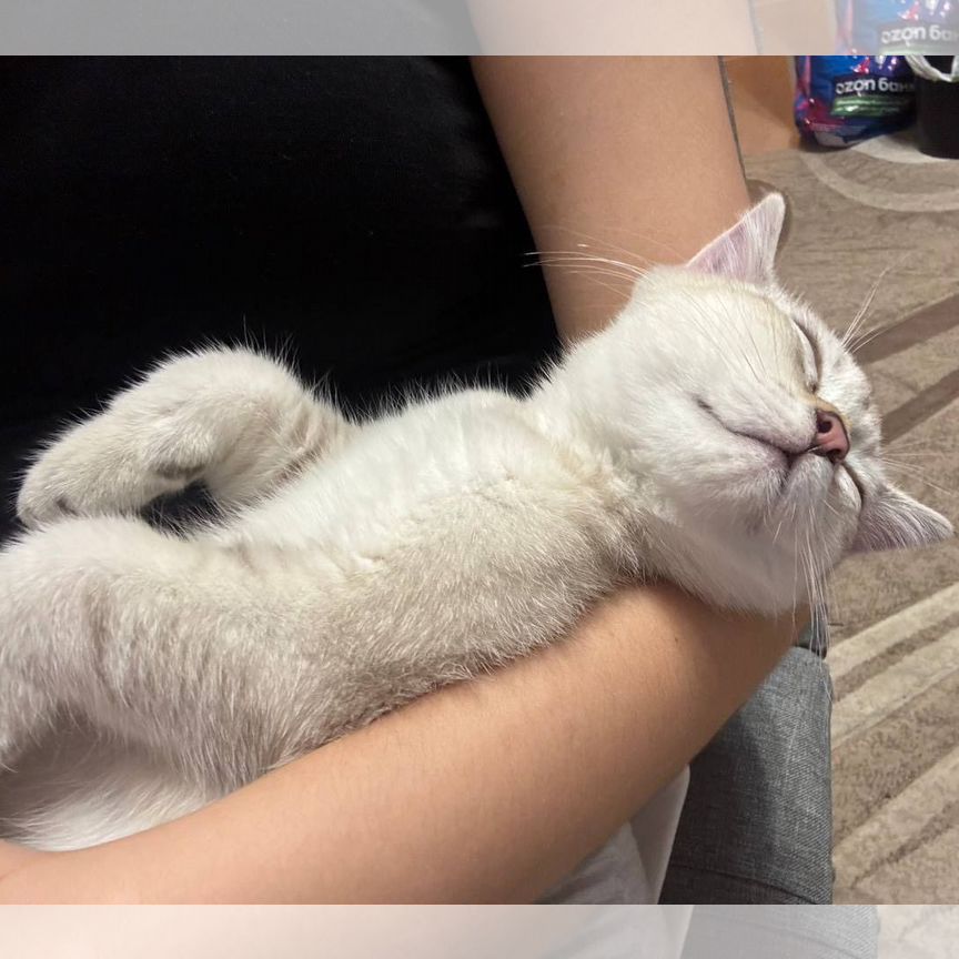 Шотландский прямоухий короткошёрстный котёнок