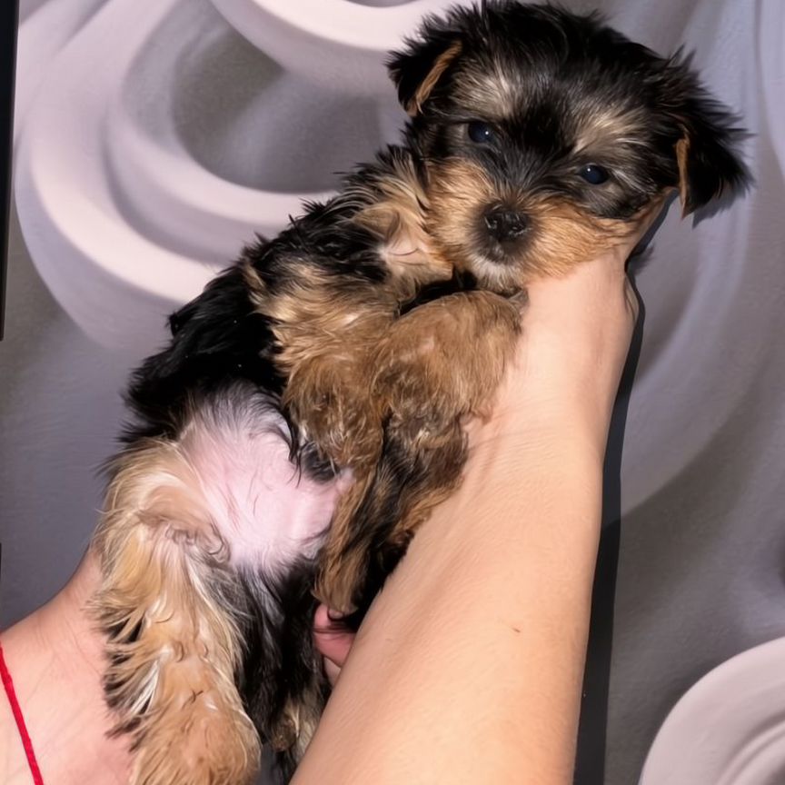 Йоркширский терьер, щенок