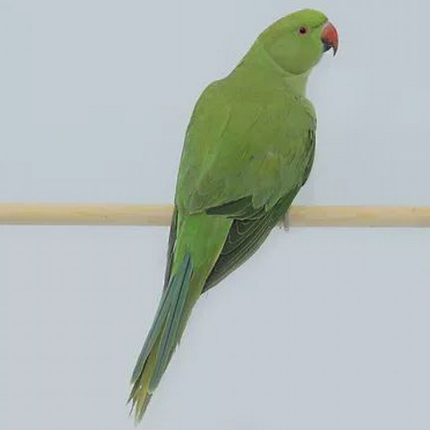 Ожереловый попугай