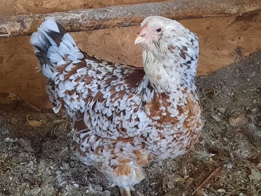 Яйцо инкубационное. Орловская ситцевая