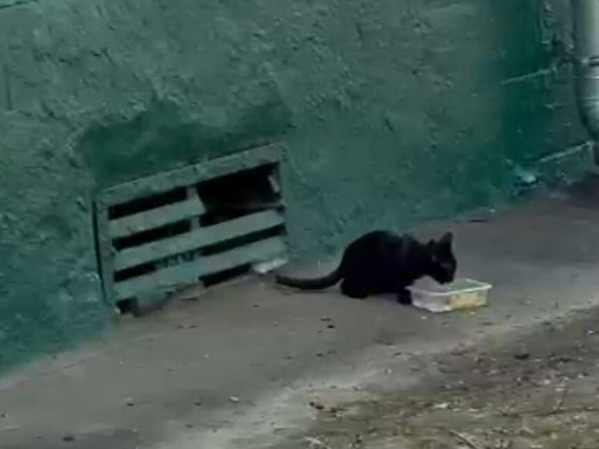 Котенок с улицы ищет дом