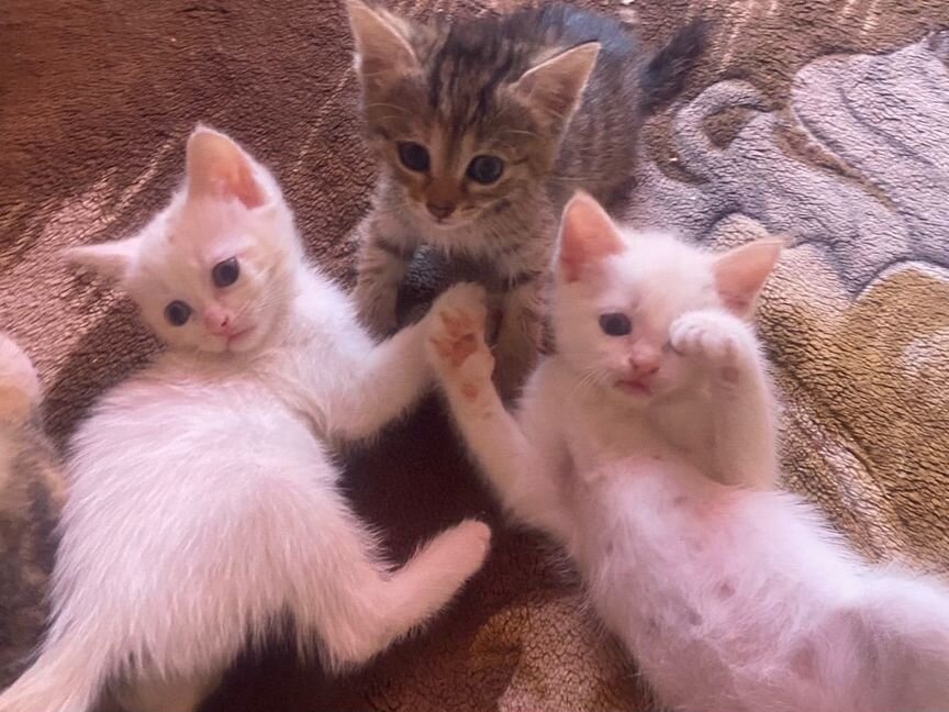 Кошка в дар бесплатно