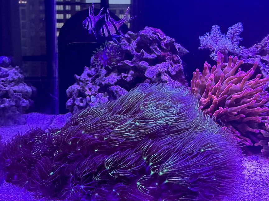 Морской корал Клавулярия