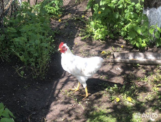 Петушок Декабл Уайт