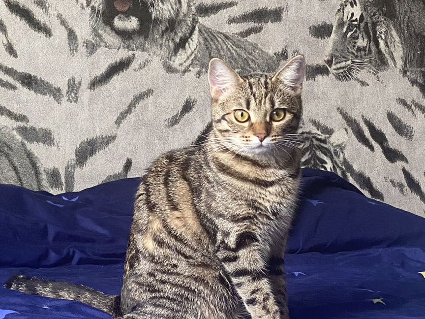 Кошка 2.5 года в добрые руки