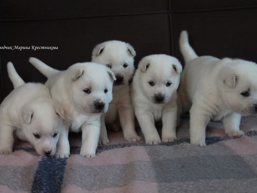 Kishu- INU щенки