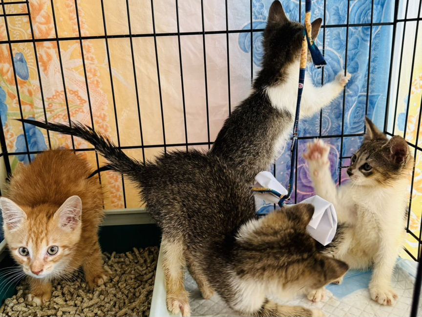 Котята малыши в добрые руки