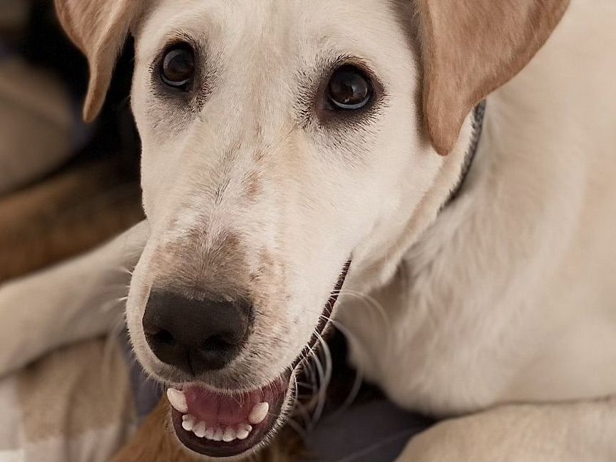 Собака в добрые руки