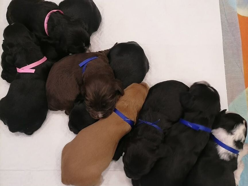 Продам щенков русского охотничьего спаниеля