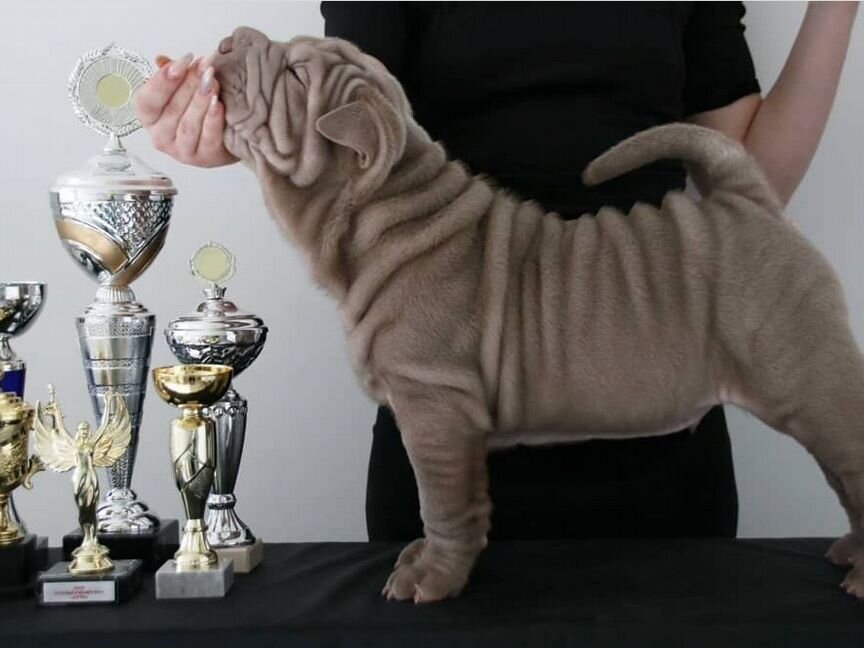 Лиловый мальчуган шарпей