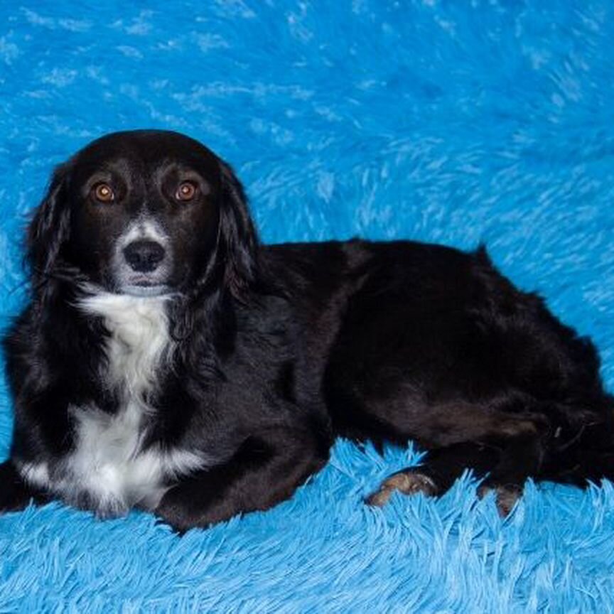 Собака в хорошие руки