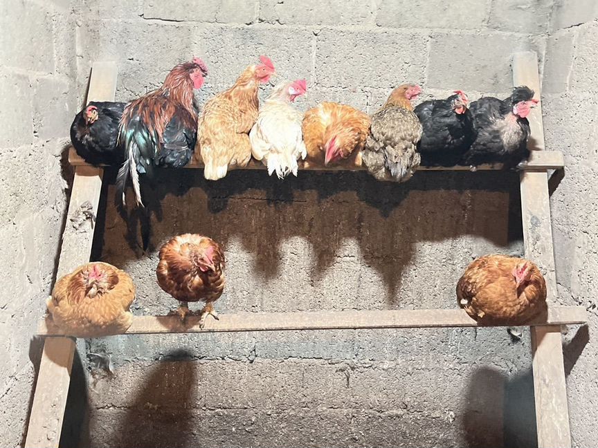 Продам кур на убой