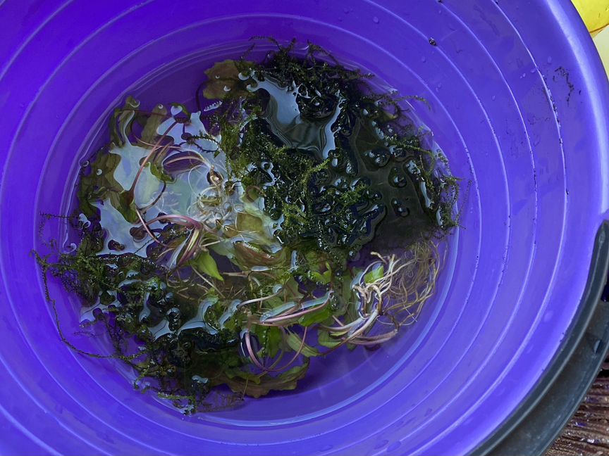 Криптокорина, мох отдам прополку