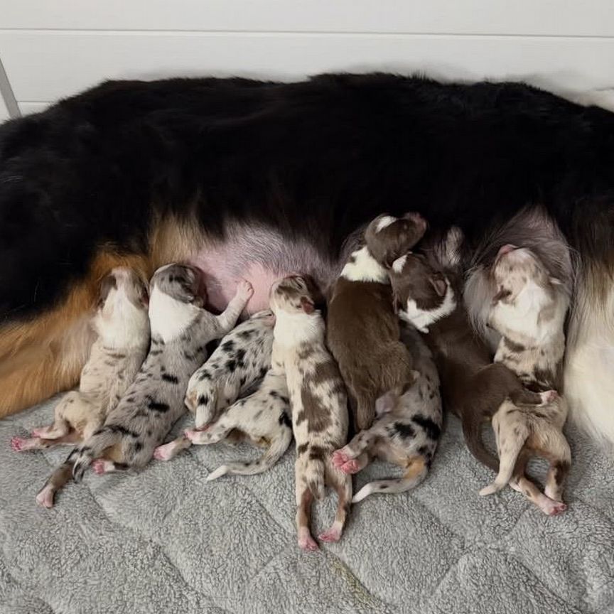 Австралийская овчарка, щенок