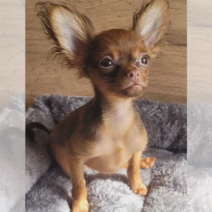 Русский той-терьер, щенок