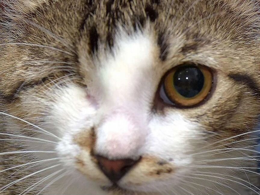 Славная котёна ищет дом