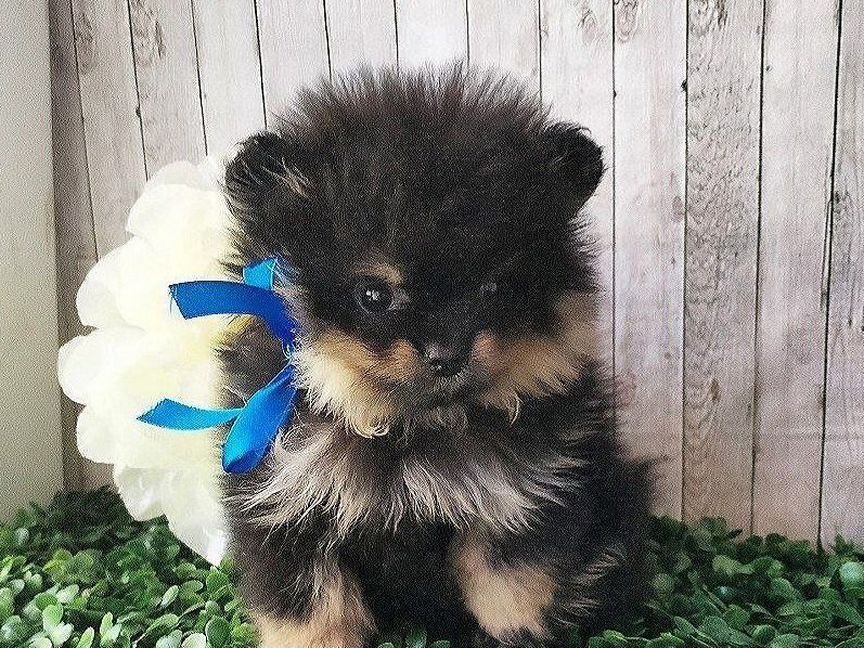 Померанский шпиц мини