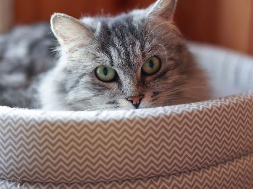 Пушистая кошка Элли в добрые руки