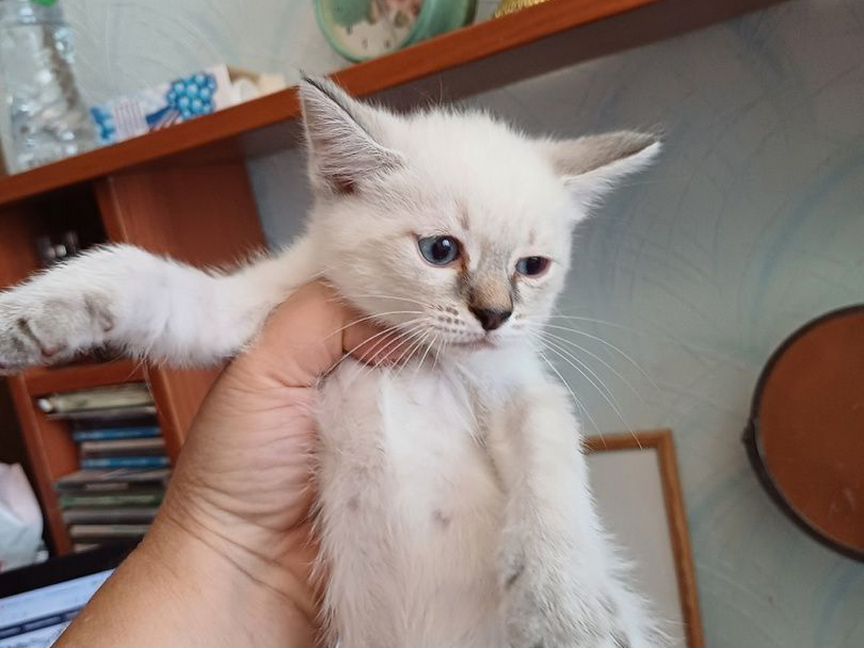 Очаровательные котята От кошки невской маскарадной